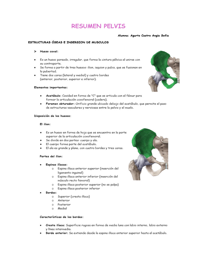 Resumen Pelvis | PDF | Pelvis | Estudios de idiomas extranjeros