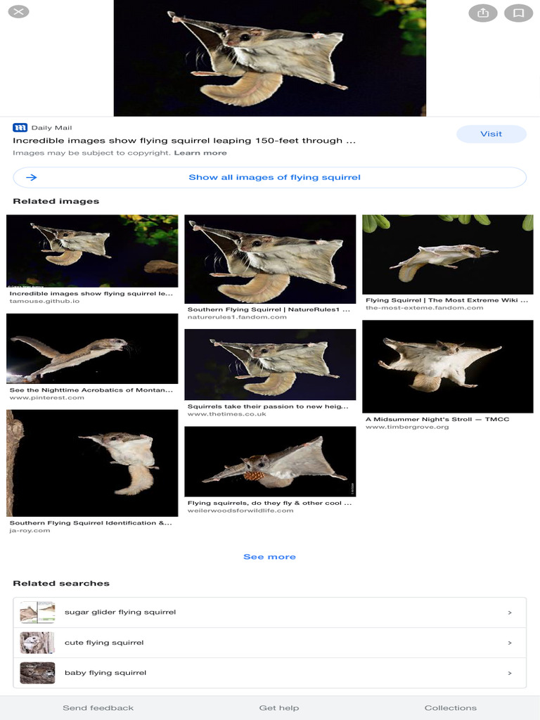 Overview of Flying Squirrels | PDF