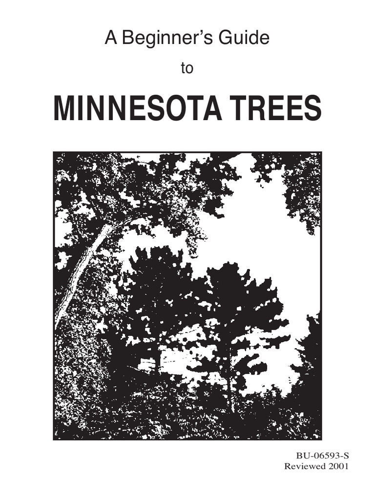 Minnesota Trees: A Beginner's Guide | PDF