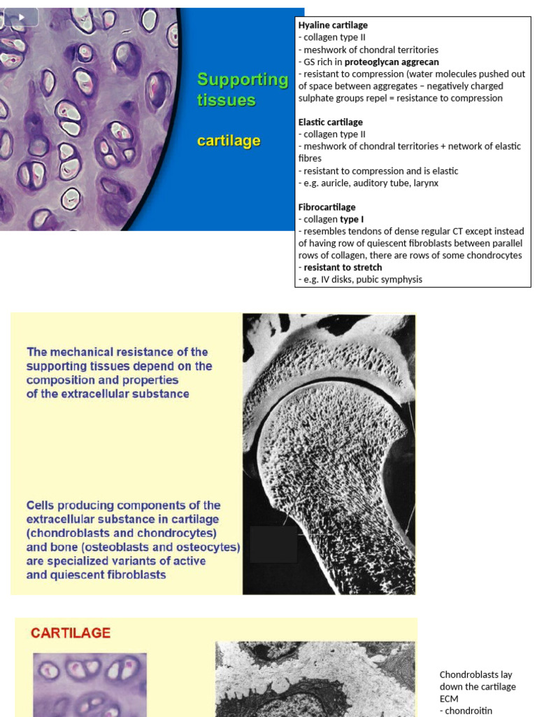 Histology Lecture 4 Cartilage | PDF