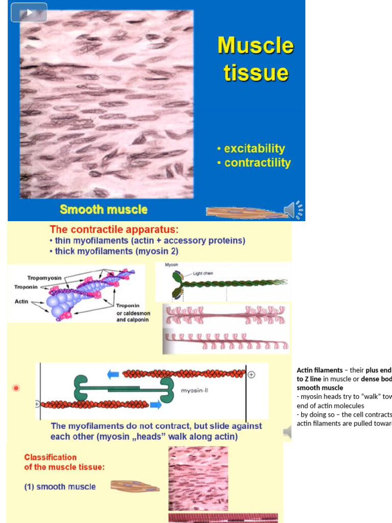 Histology Lecture 6 - Muscle | PDF