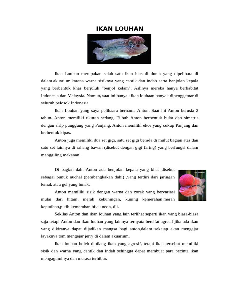 Ikan Louhan | PDF