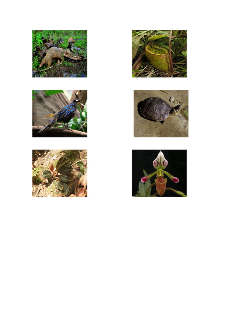 Palawan Studies | PDF