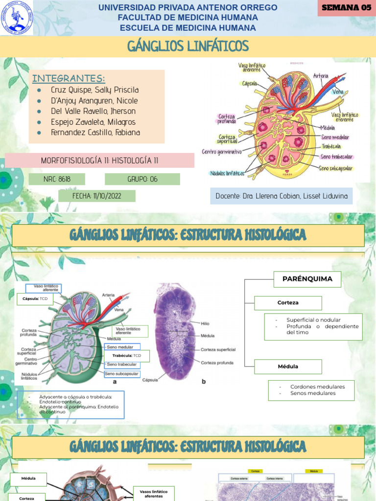 s5 - Histología Ganglio Linfático | PDF