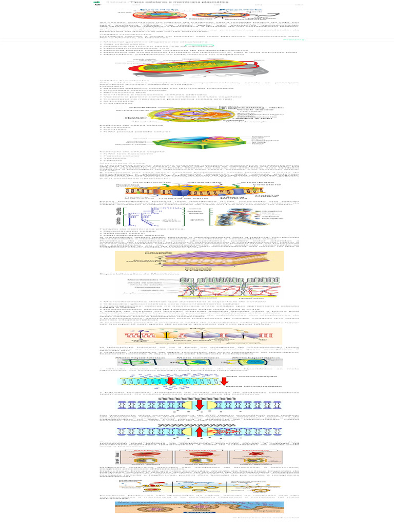 Exercícios - Tipos Celulares e Membrana Plasmática | PDF