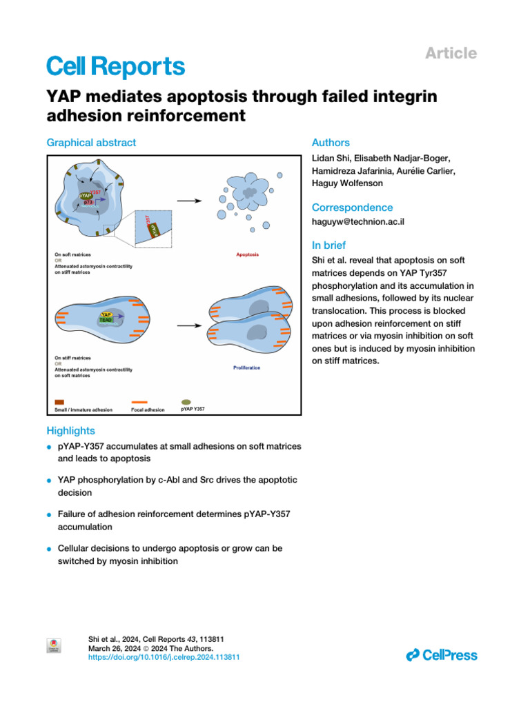 YAP Mediates Apoptosis Through Failed Integrin Adhesion Reinforcement | PDF