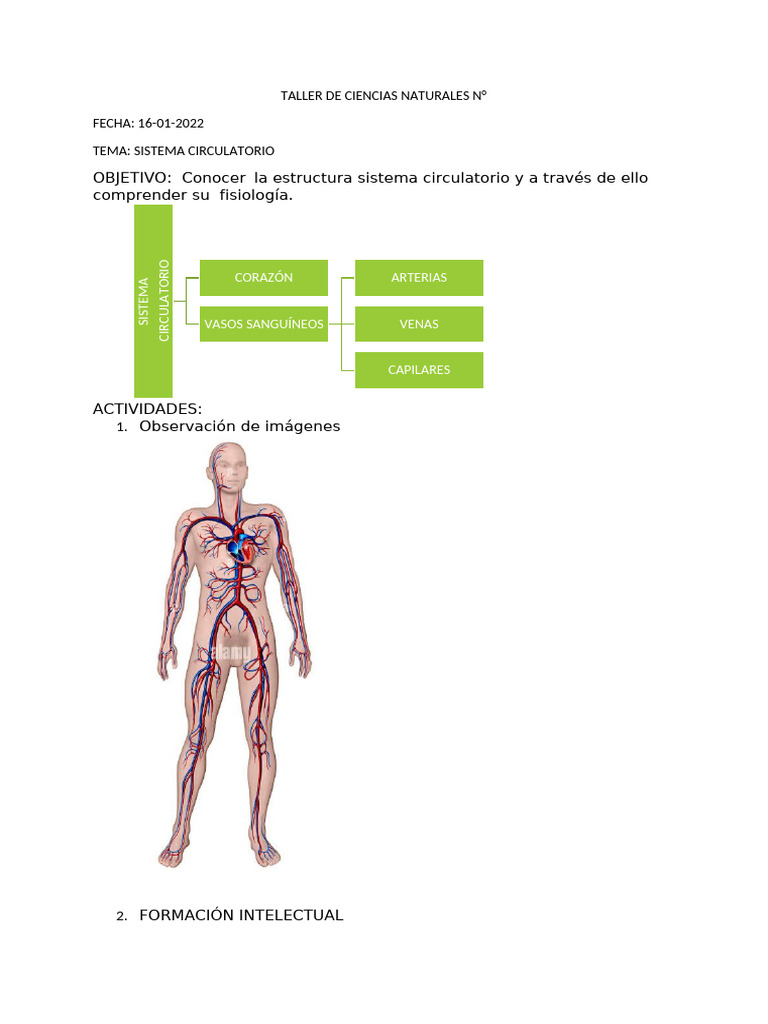 Taller Sistema Circuatorio Décimo B-C | PDF