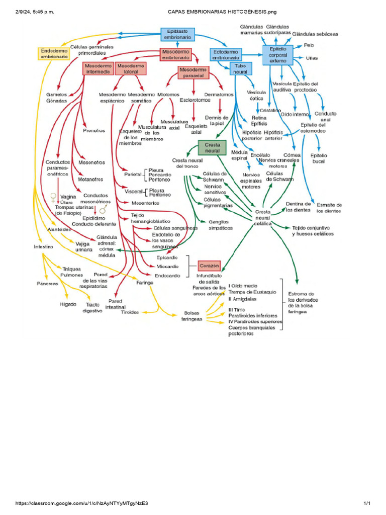 CAPAS EMBRIONARIAS HISTOGÉNESIS - PNG | PDF