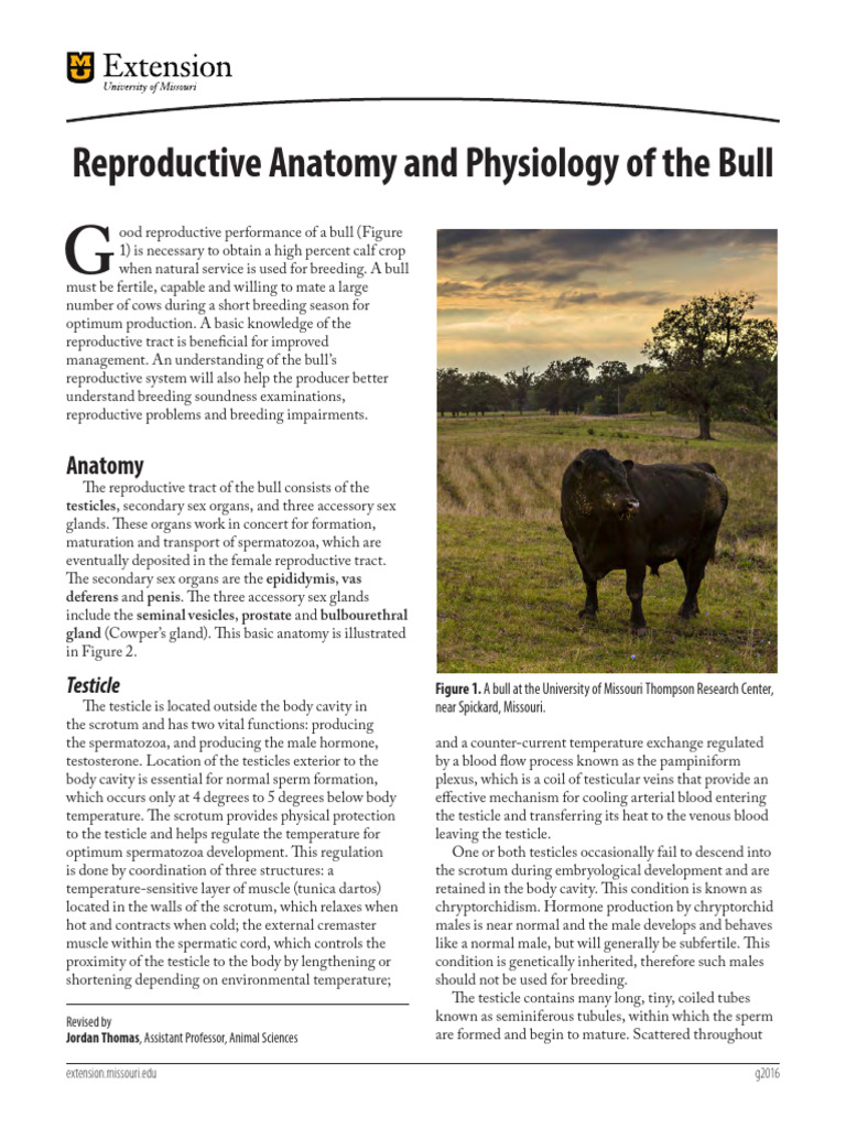 Reproductive Anatomy and Physiology of The Bull | PDF