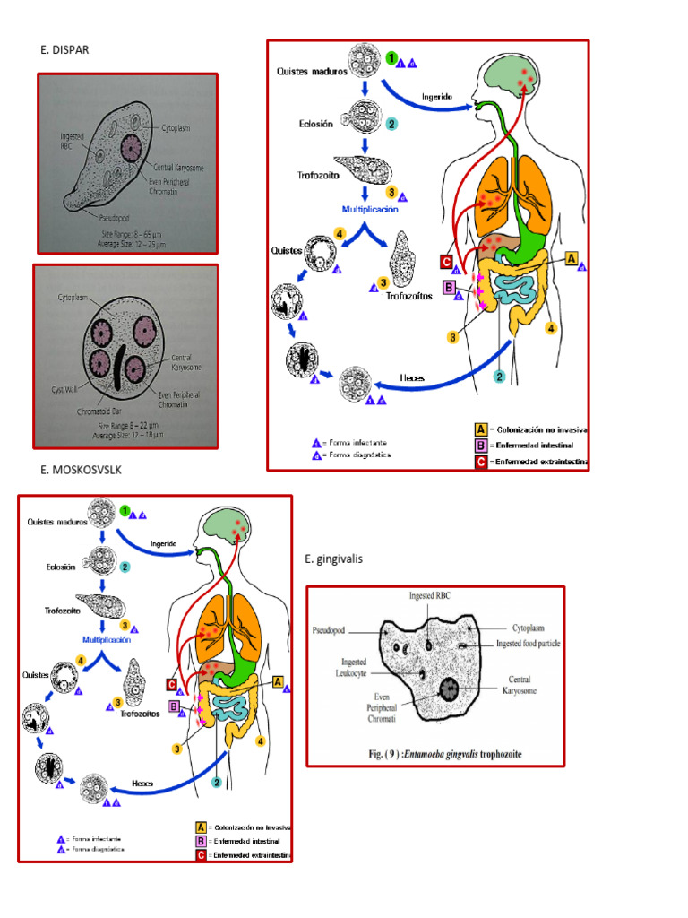 Trofozoíto y Quiste de Iodamoeba Butschlii | PDF