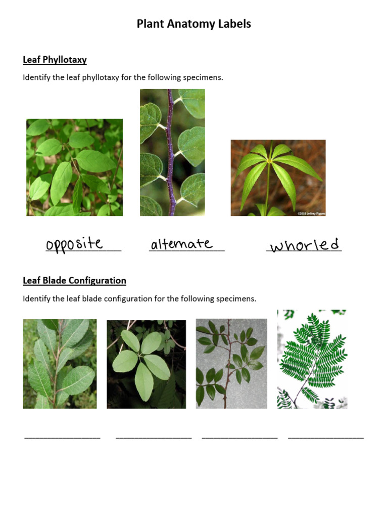 Labeling Sheet - Plant Anatomy Labels - PDF | PDF