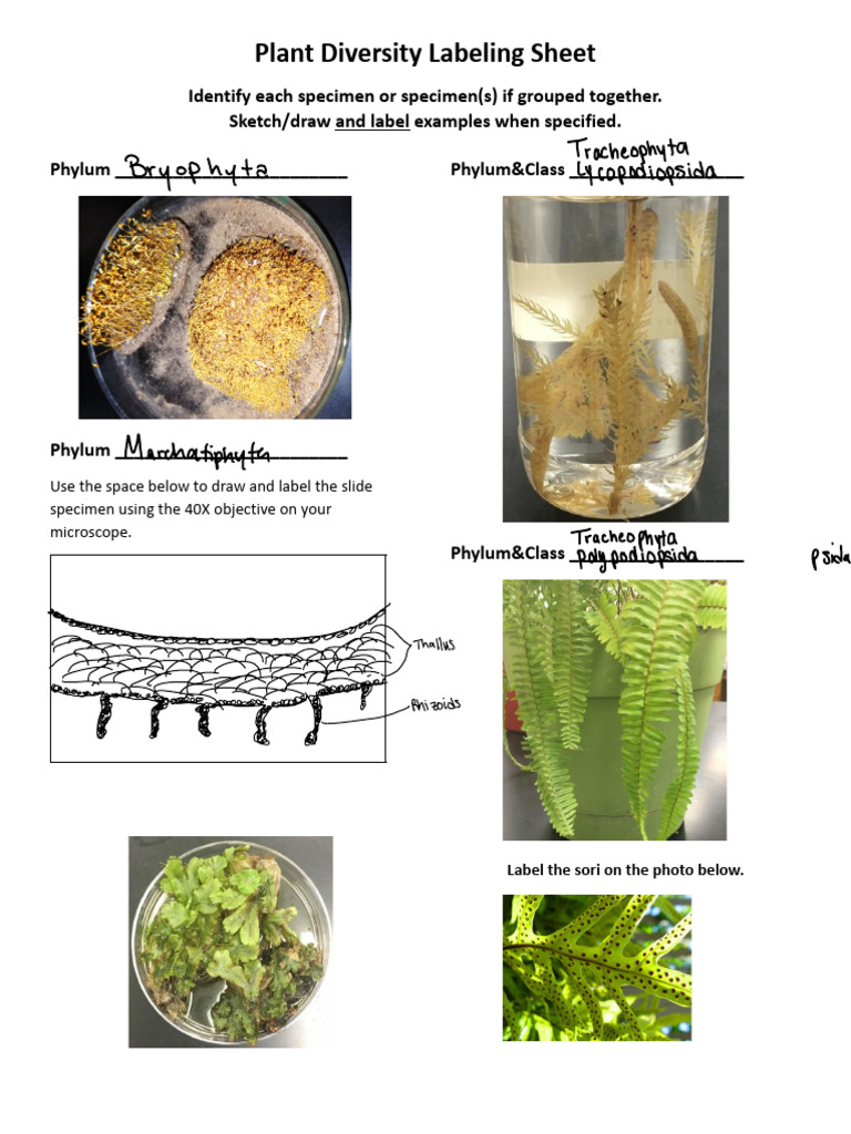 Labeling Sheet - Plant Diversity - PDF 2 | PDF