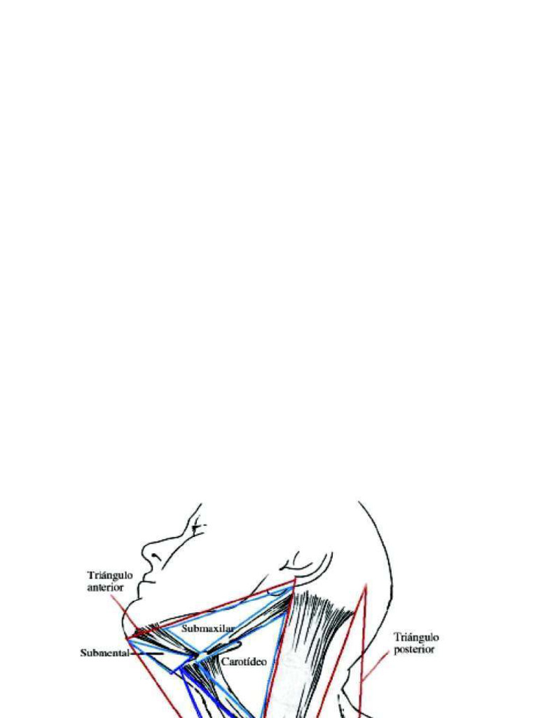 Disección de Cuello Ganglios | PDF | Laringe | Ciencias sociales