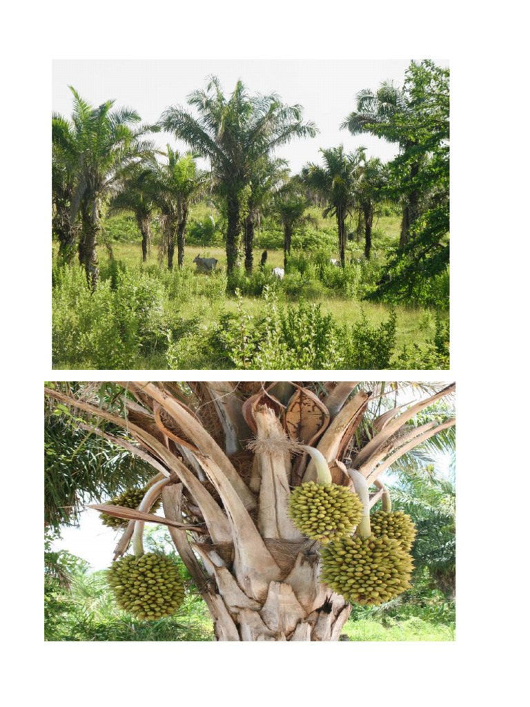 Raíz Del Motacu | PDF