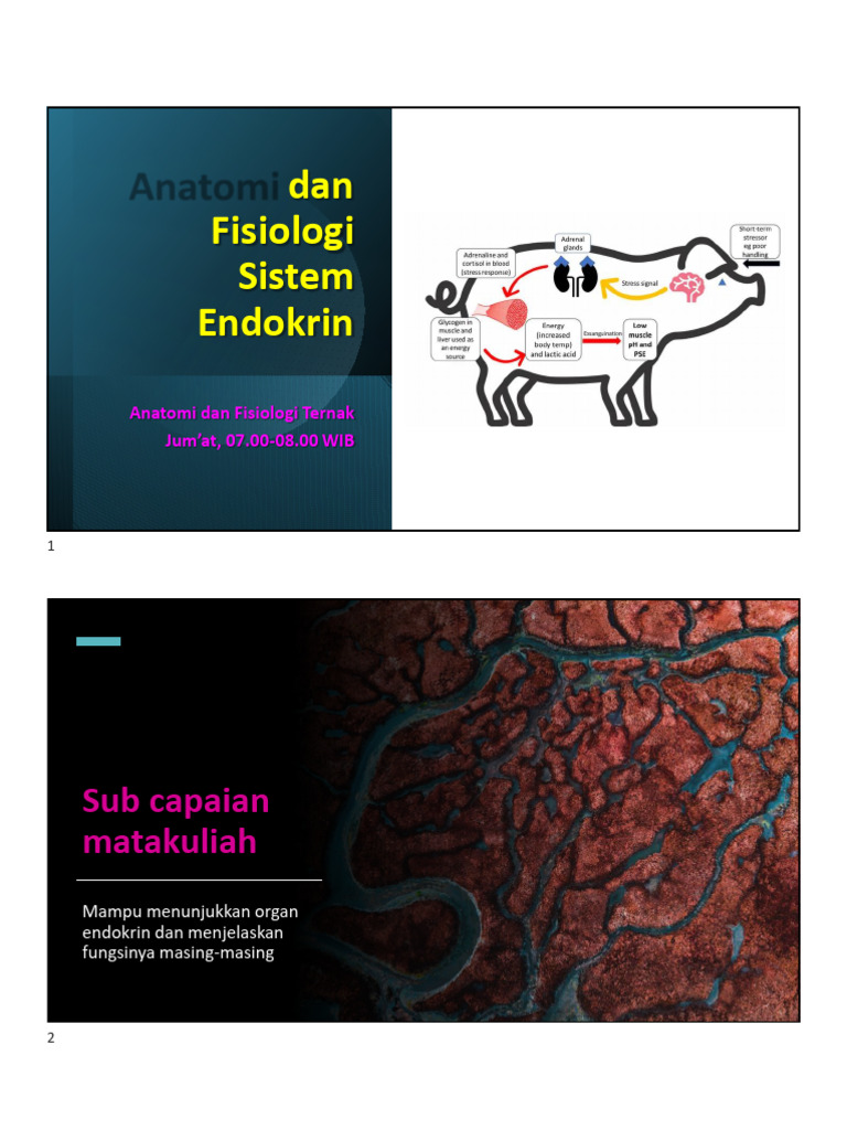 10 Anatomi Dan Fisiologi Sistem Endokrin | PDF