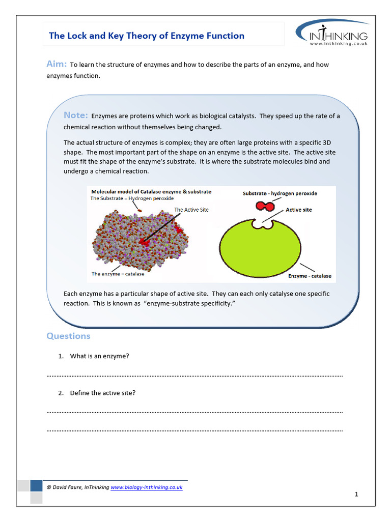 Enzyme Function and Structure Worksheet | PDF