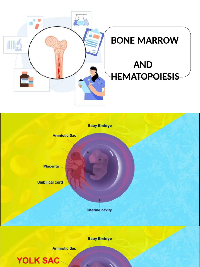 Anatomy Bone Marrow | PDF