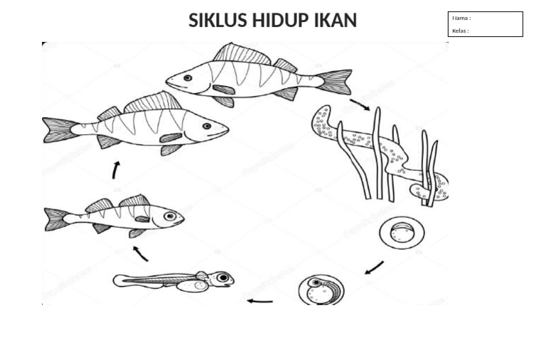 Siklus hidup hewan | PDF