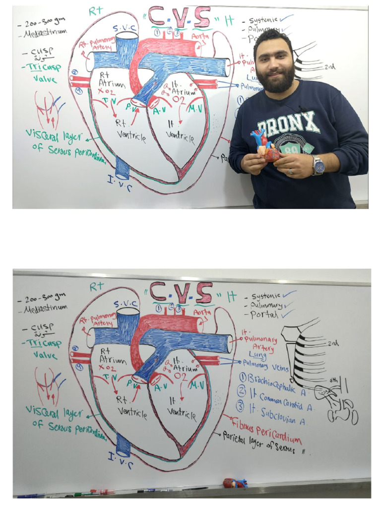 Anatomy by DR - Alaa (CVS) | PDF