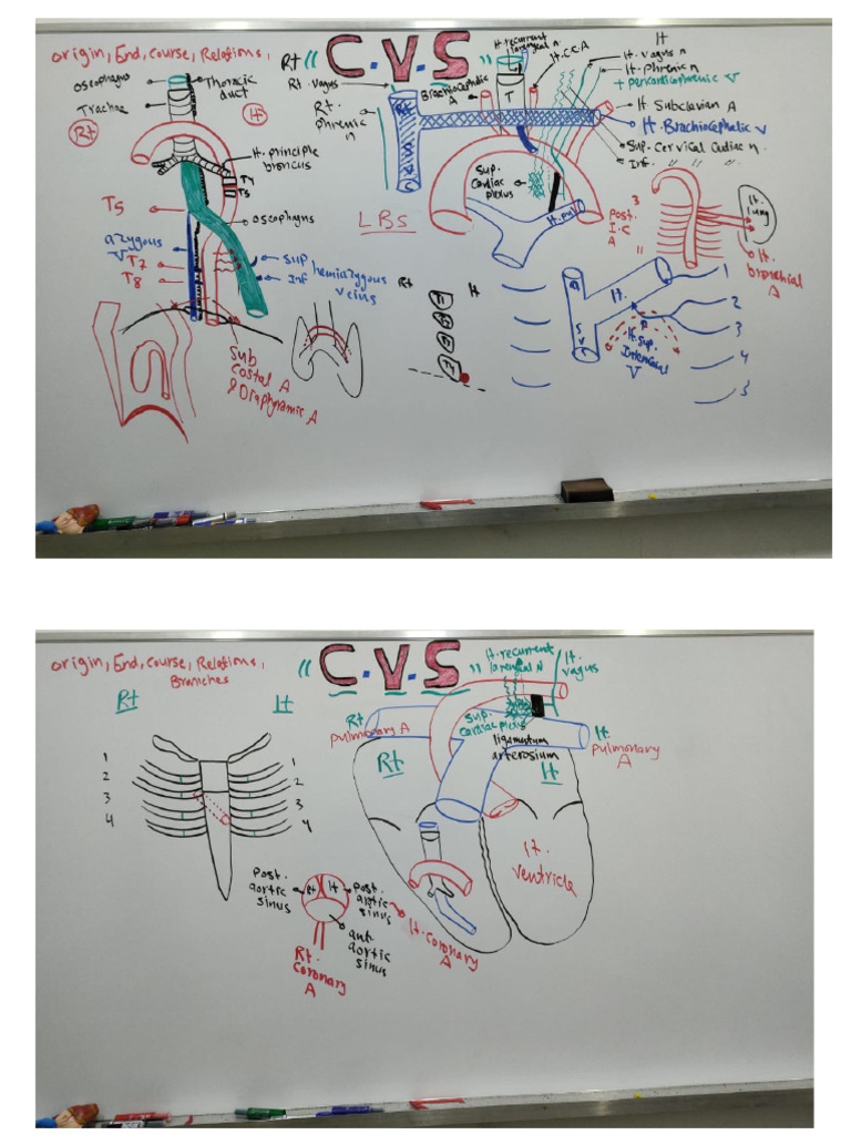 Anatomy by DR - Alaa (CVS) (6) (Part.2) | PDF