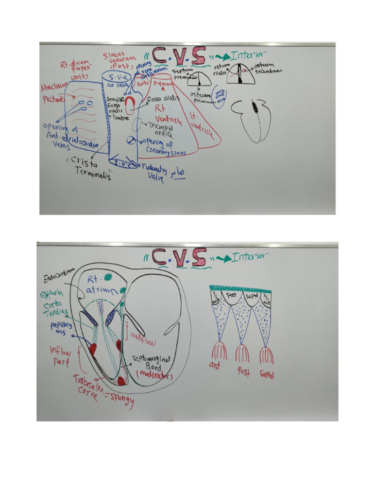 Anatomy by DR - Alaa (CVS) | PDF