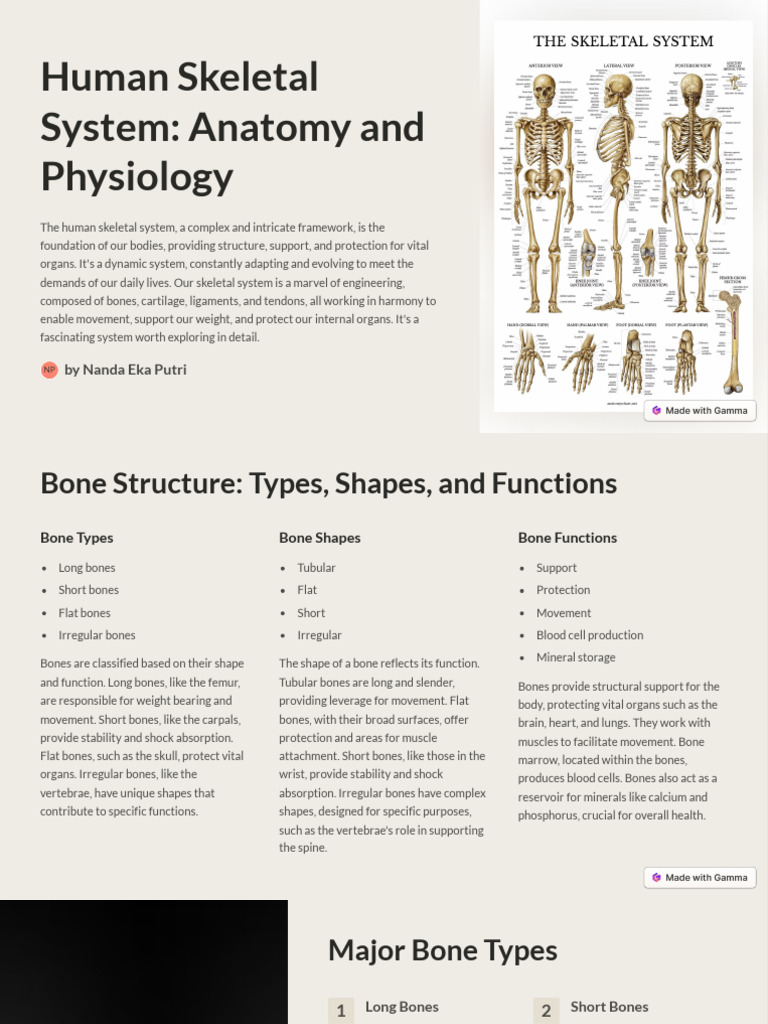 Human Skeletal System Anatomy and Physiology | PDF