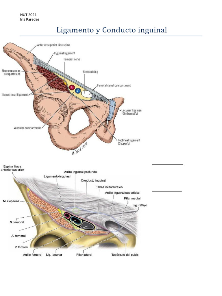 Ligamento y Conducto Inguinal | PDF