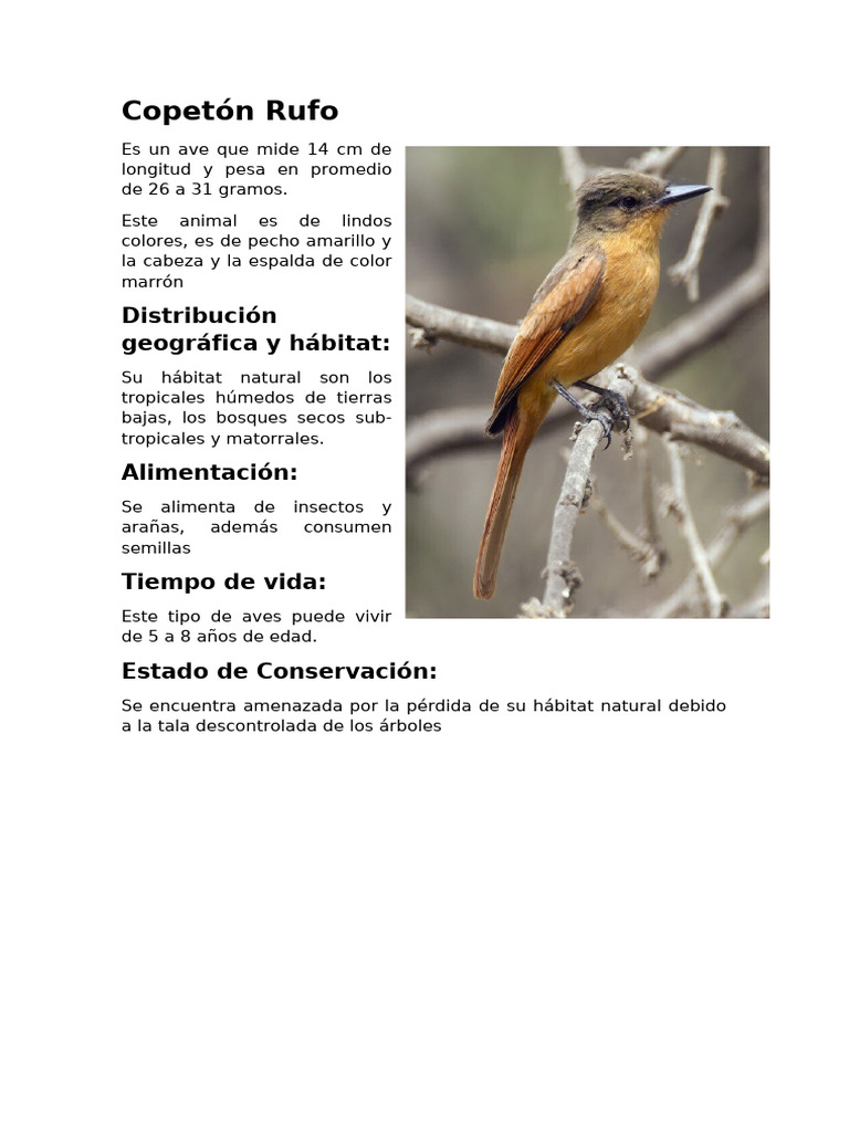 Copetón Rufo | PDF | Ciencia y matemáticas | Tecnología