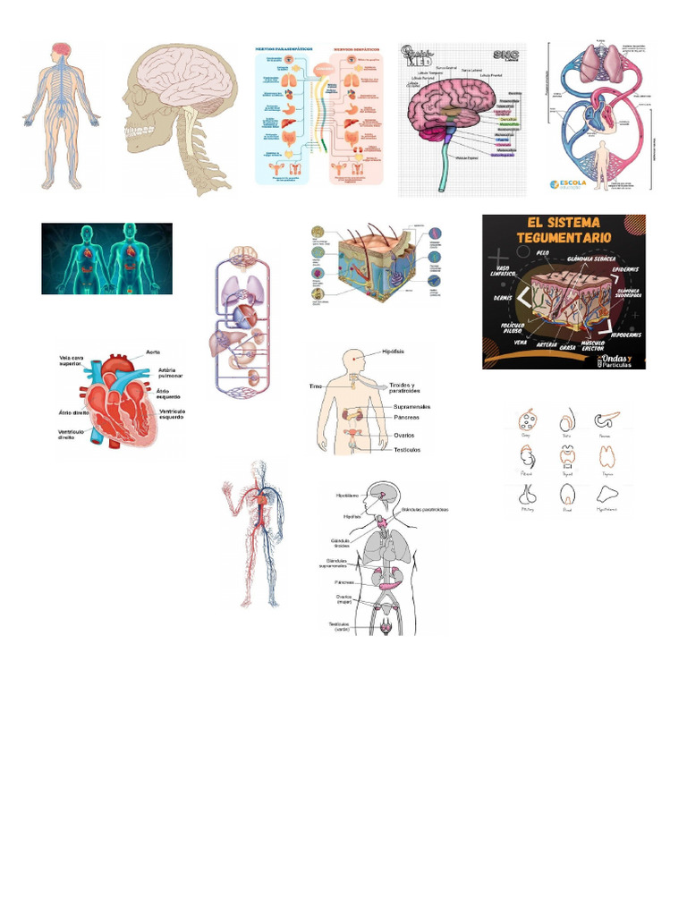 Técnicas José Marcial | PDF