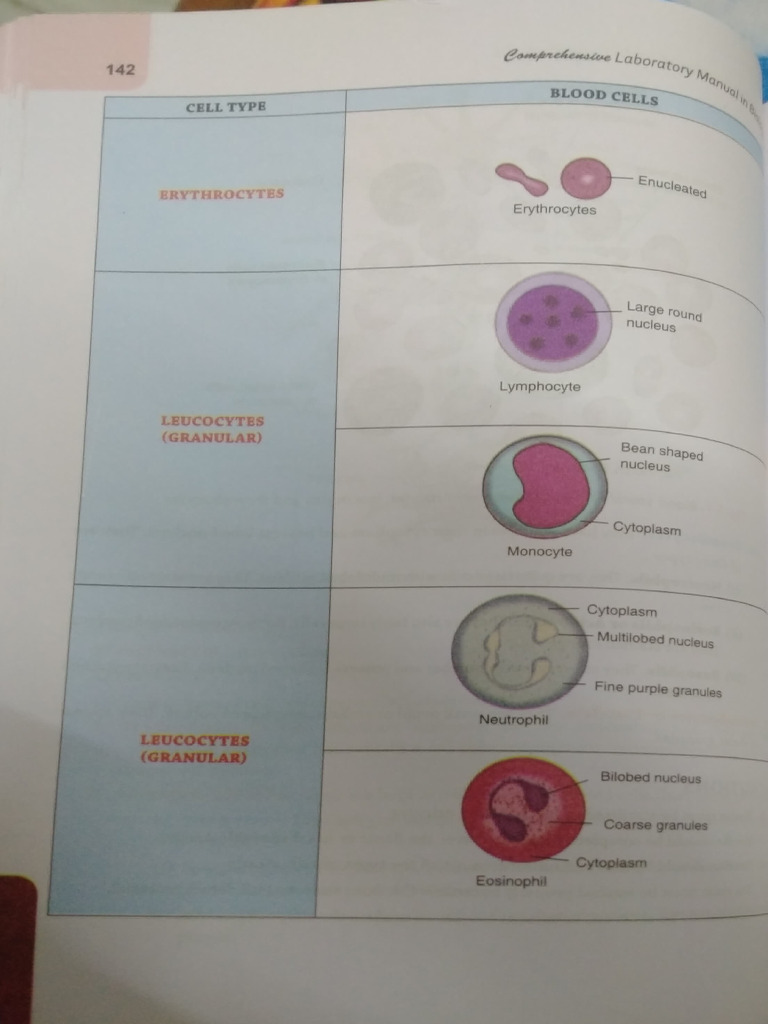 Human Cells | PDF