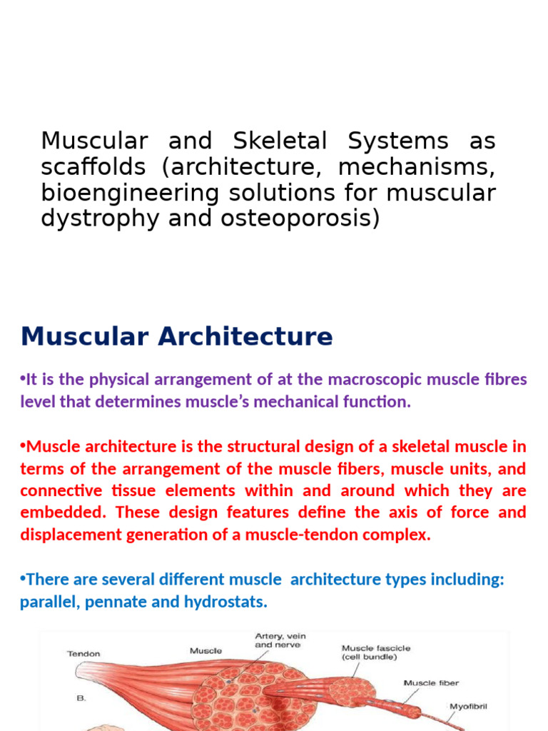 Module 3 Muscular systems | PDF