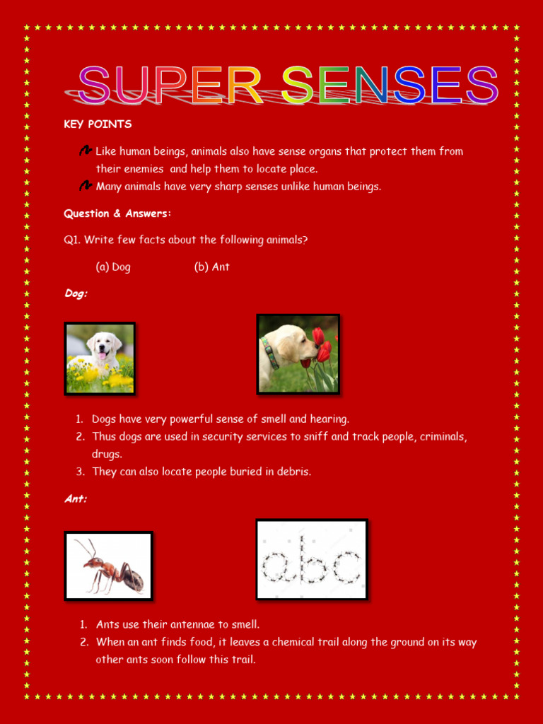 Super Senses Lesson 1 Fifth | PDF | Senses | Home & Garden
