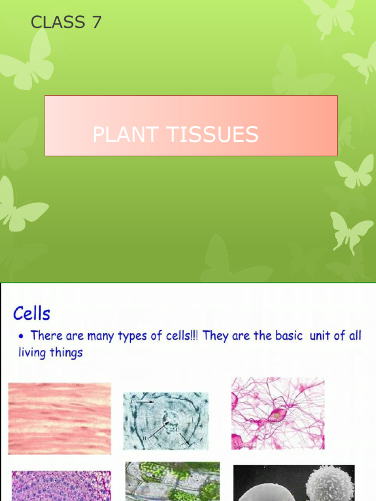 Plant Tissues | PDF