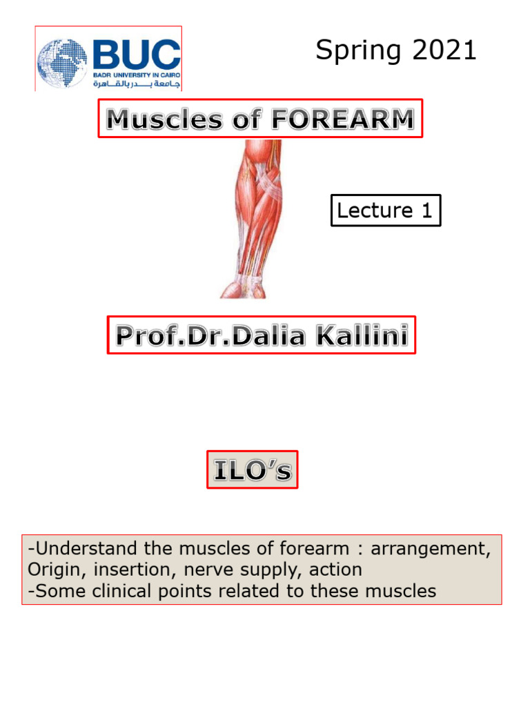 1- Muscles of Forearm | PDF