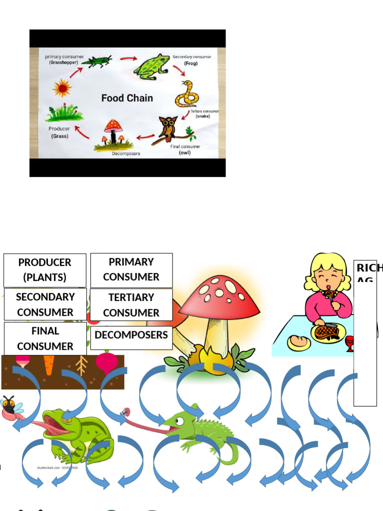 Food Chain | PDF