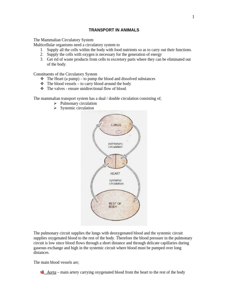 Transport in Animals BGCSE BIO | PDF