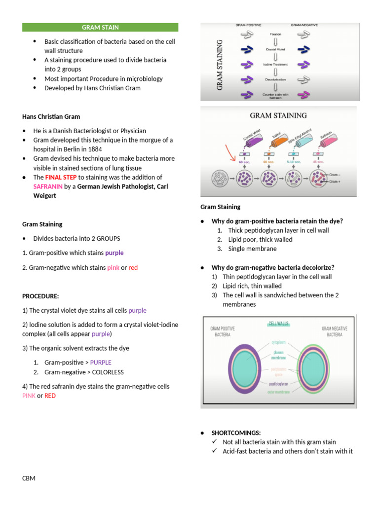 Gram Stain | PDF