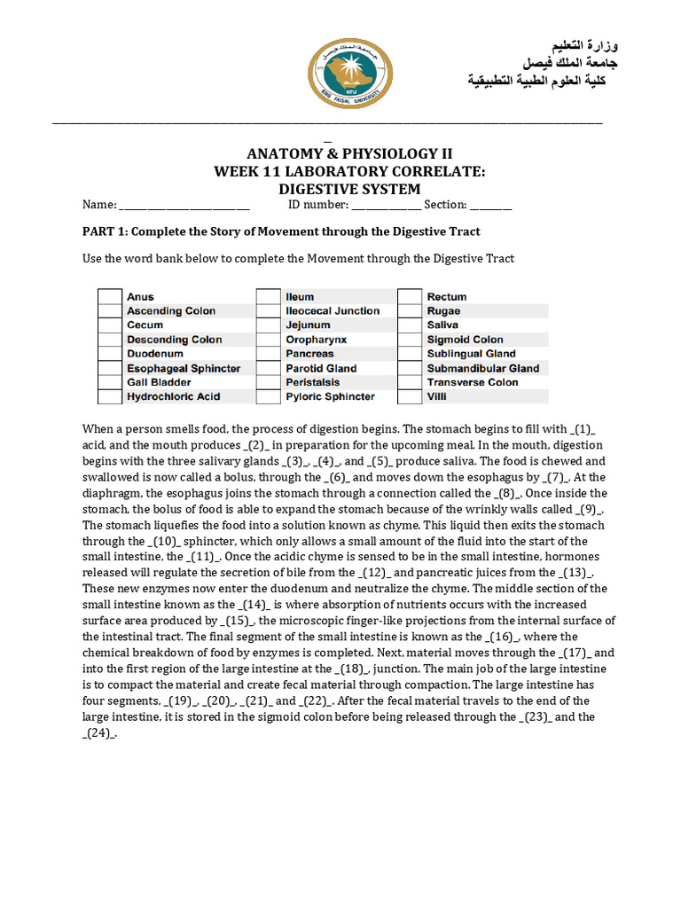 Week 11 Ap2 Wokrsheet Digestive | PDF
