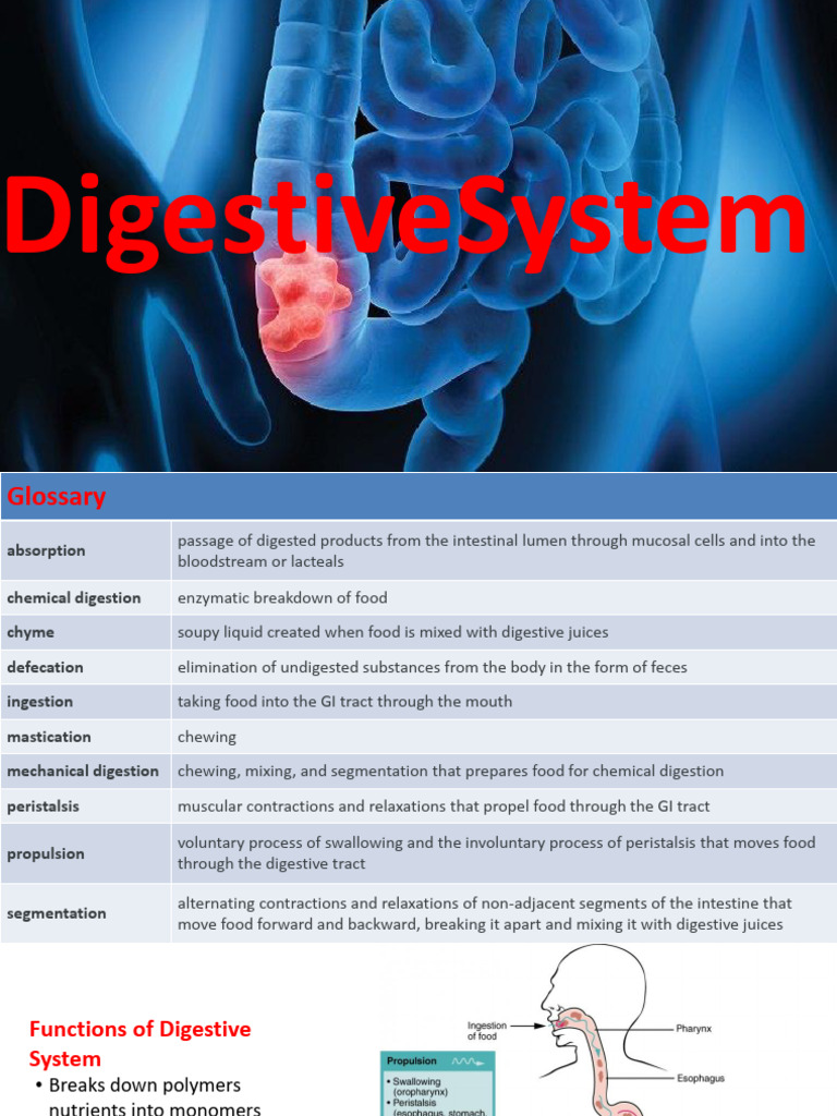 20 Digestivesystem Pdf Digestion Science Mathematics