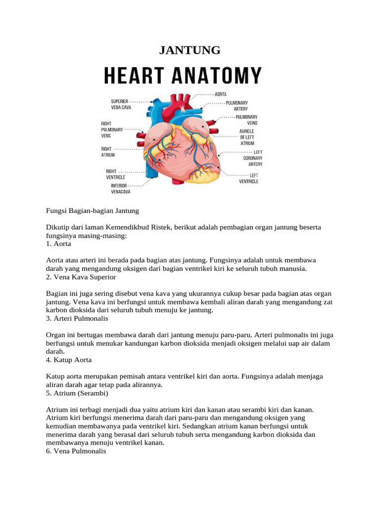 JANTUNG_Bagian_bagian_Jantung | PDF