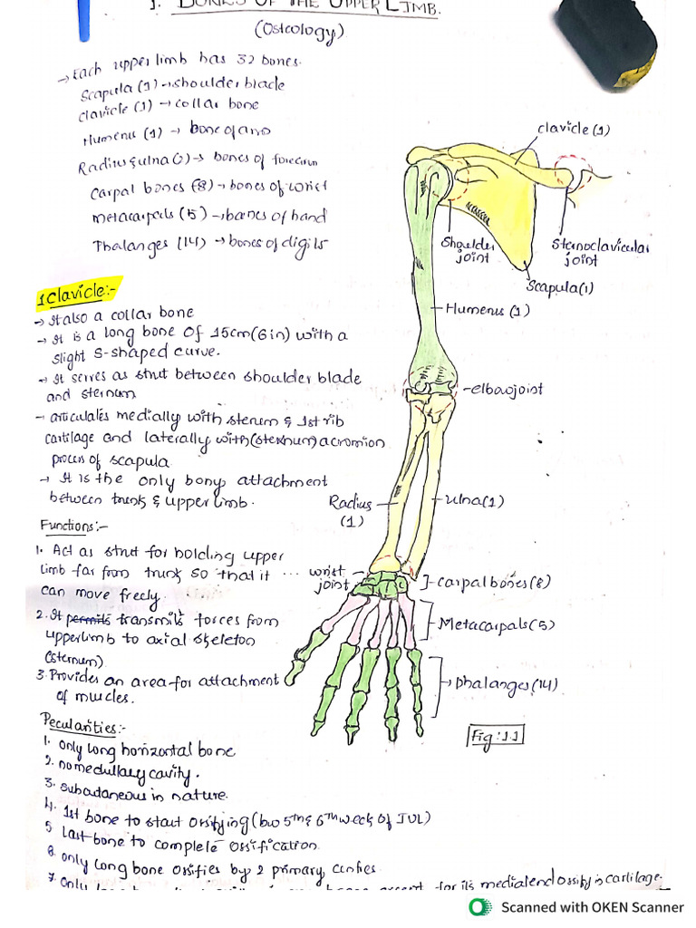 Bones of Upper Limb | PDF
