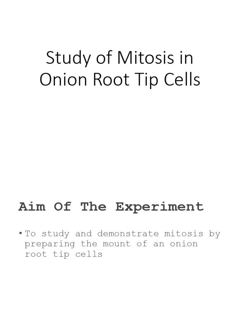 Mitosis in Onion Root Tip Cells | PDF | Mitosis | Biology