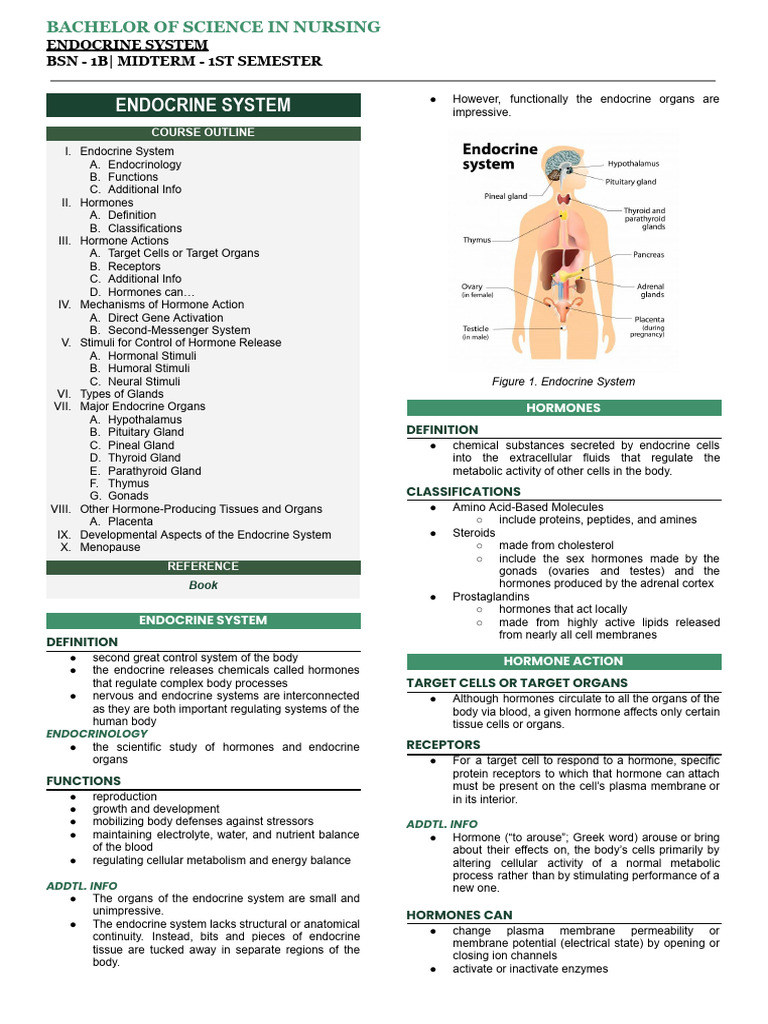 Endocrine System | PDF