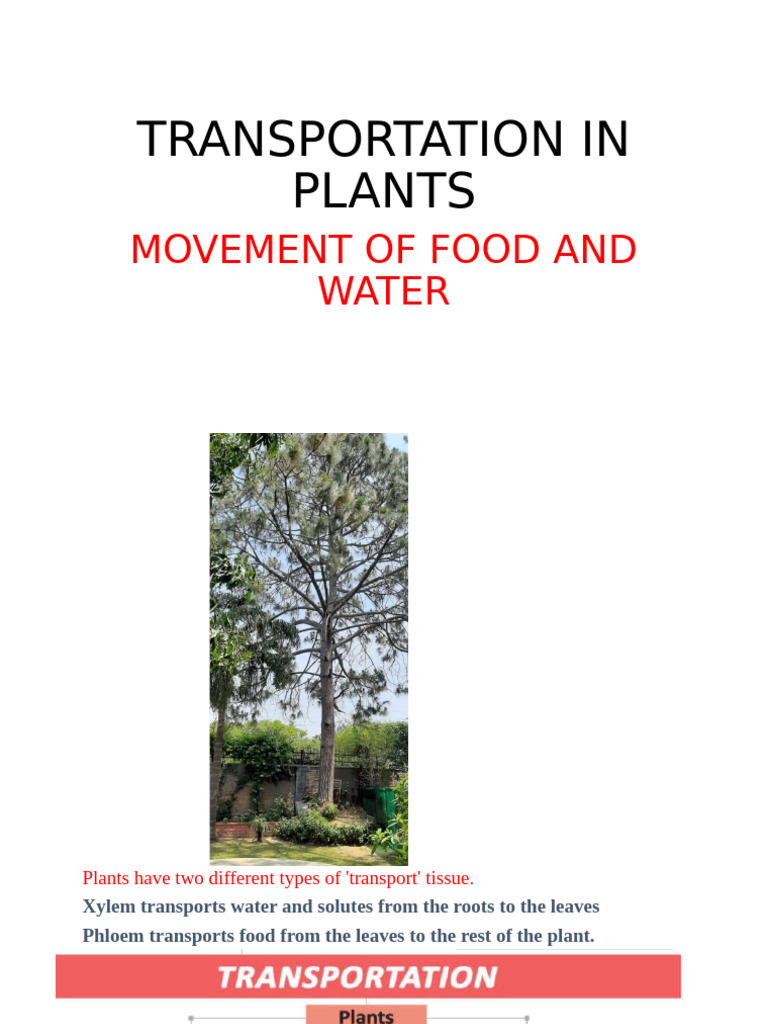 Transportation in Plants | PDF
