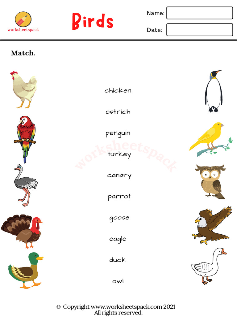 Birds Worksheets Matching | PDF