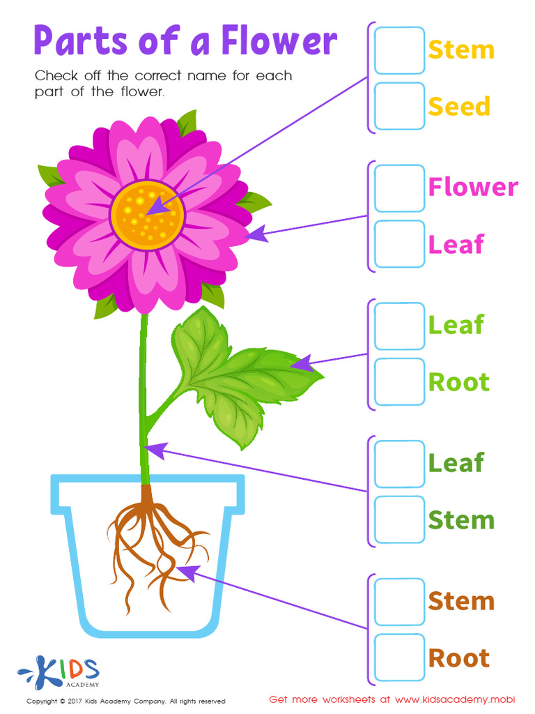 Grade 1 Parts Flower Printable | PDF