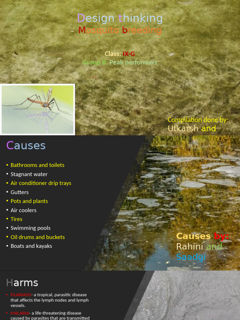 Design Thinking (Mosquito Breeding) | PDF
