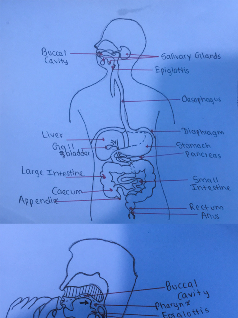 HUMAN DIGESTIVE SYSTEM GRADE 11 Science | PDF