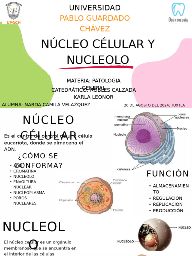 Núcleo Célular y Nucleolo | PDF