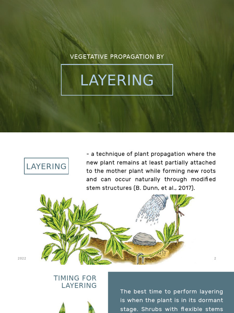 Layering | PDF